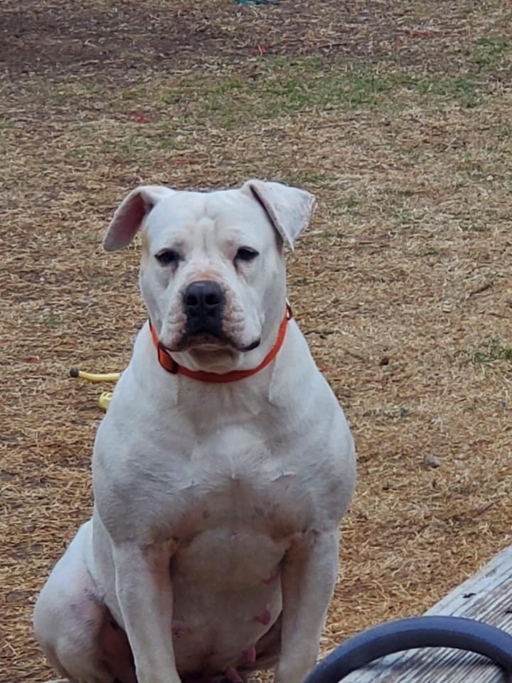 Offerman Family Bulldogs – Family Oriented working Bulldogs